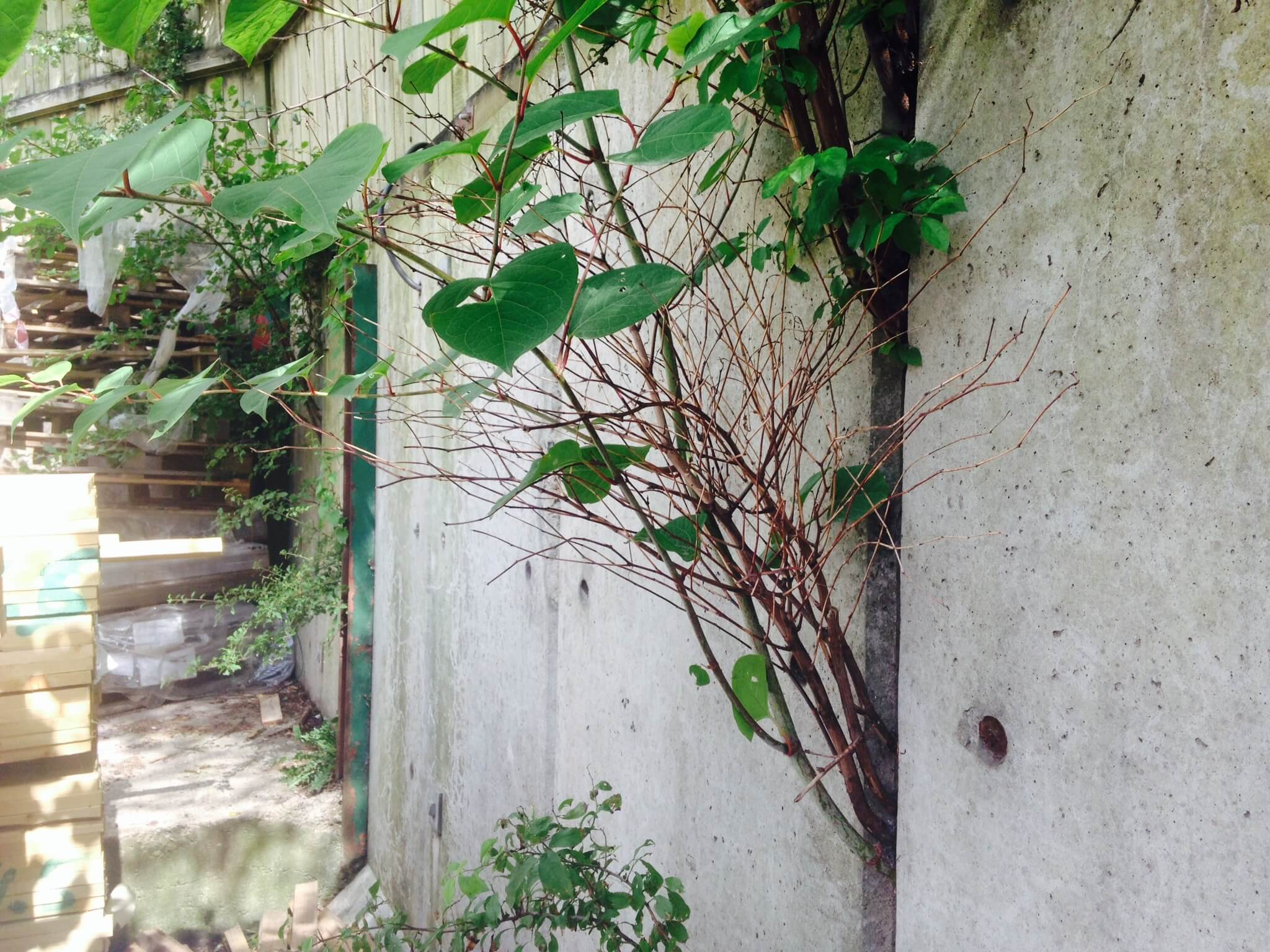 Home Owners & Japanese Knotweed - Japanese Knotweed Expert