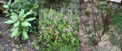 Himalayan Balsam - Japanese Knotweed Expert