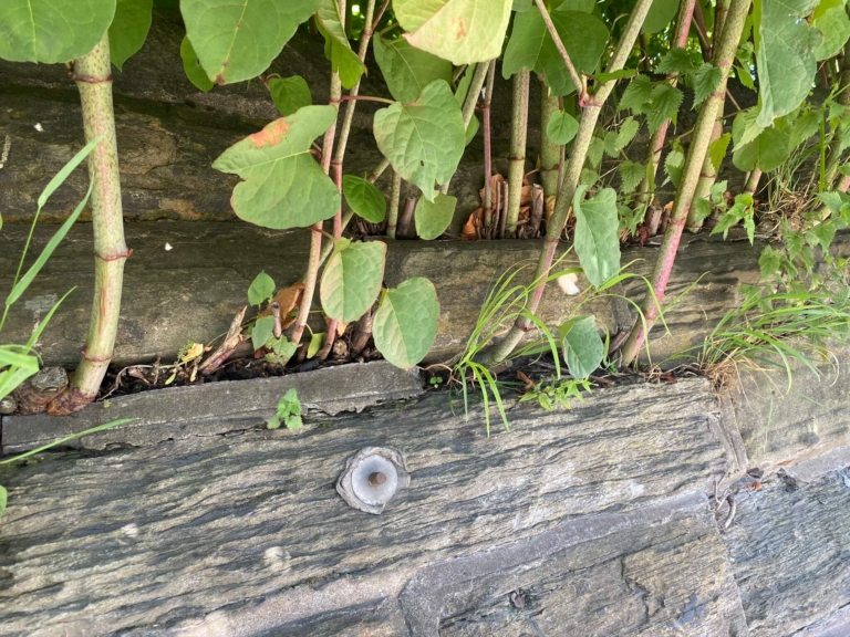 What Damage Can Japanese Knotweed Cause? - Contact Us Today!