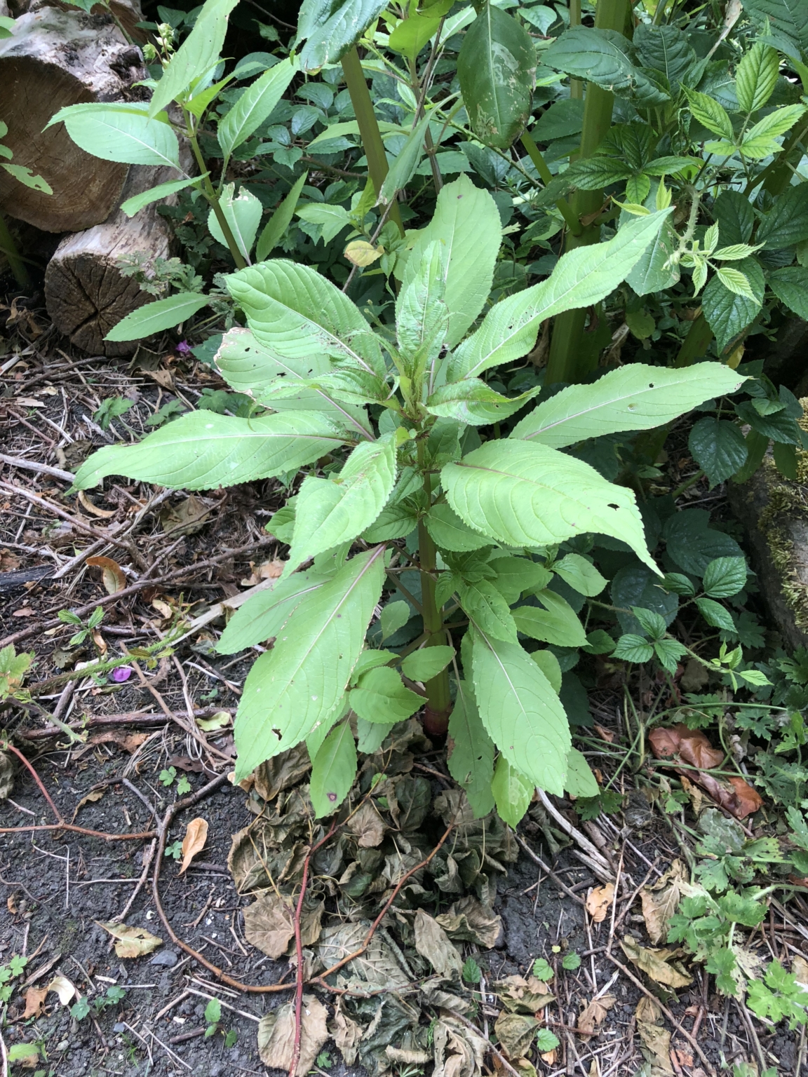 Himalayan Balsam- The new danger? - Japanese Knotweed Expert - Japanese ...