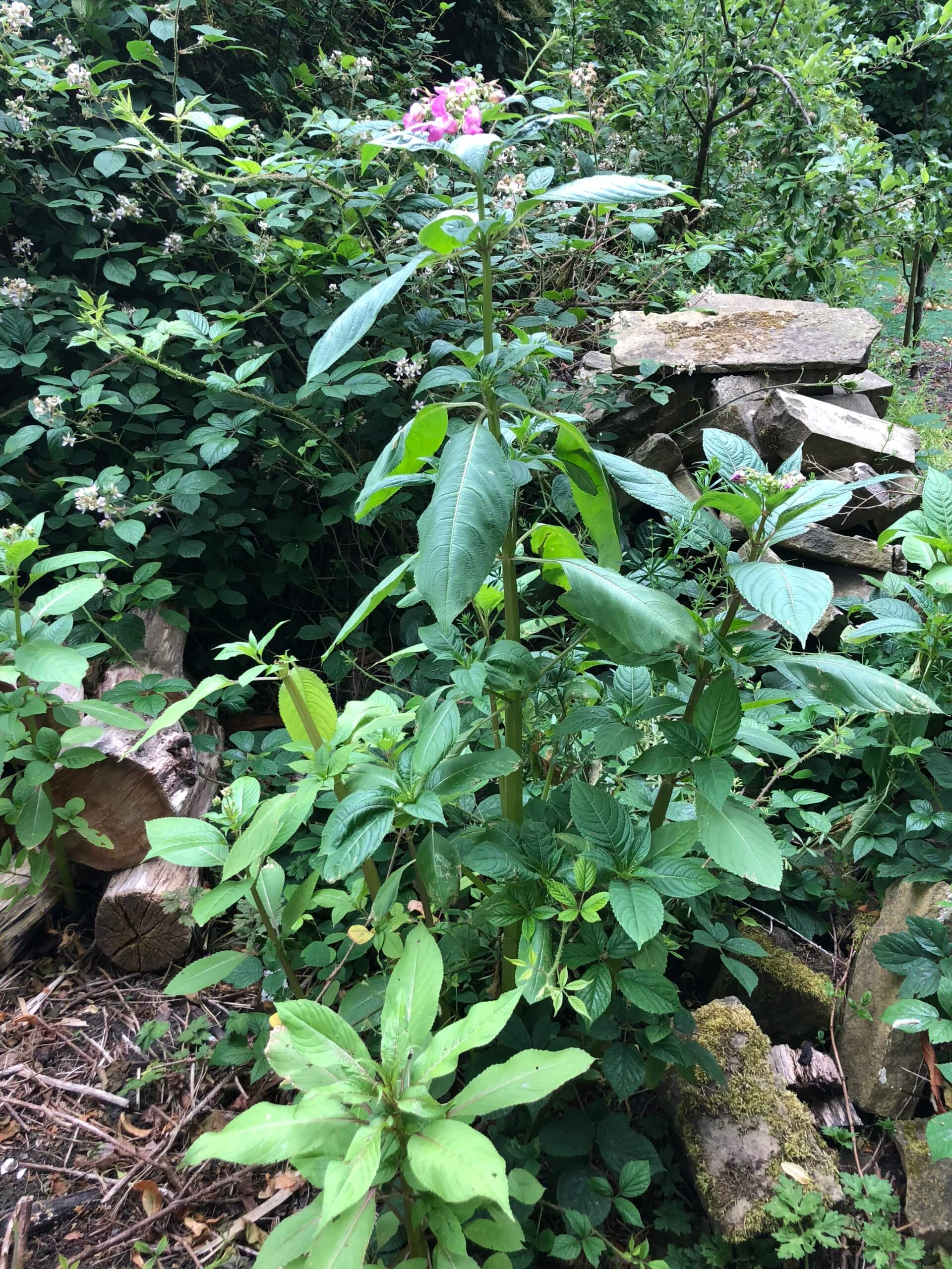 Himalayan Balsam- The new danger? - Japanese Knotweed Expert