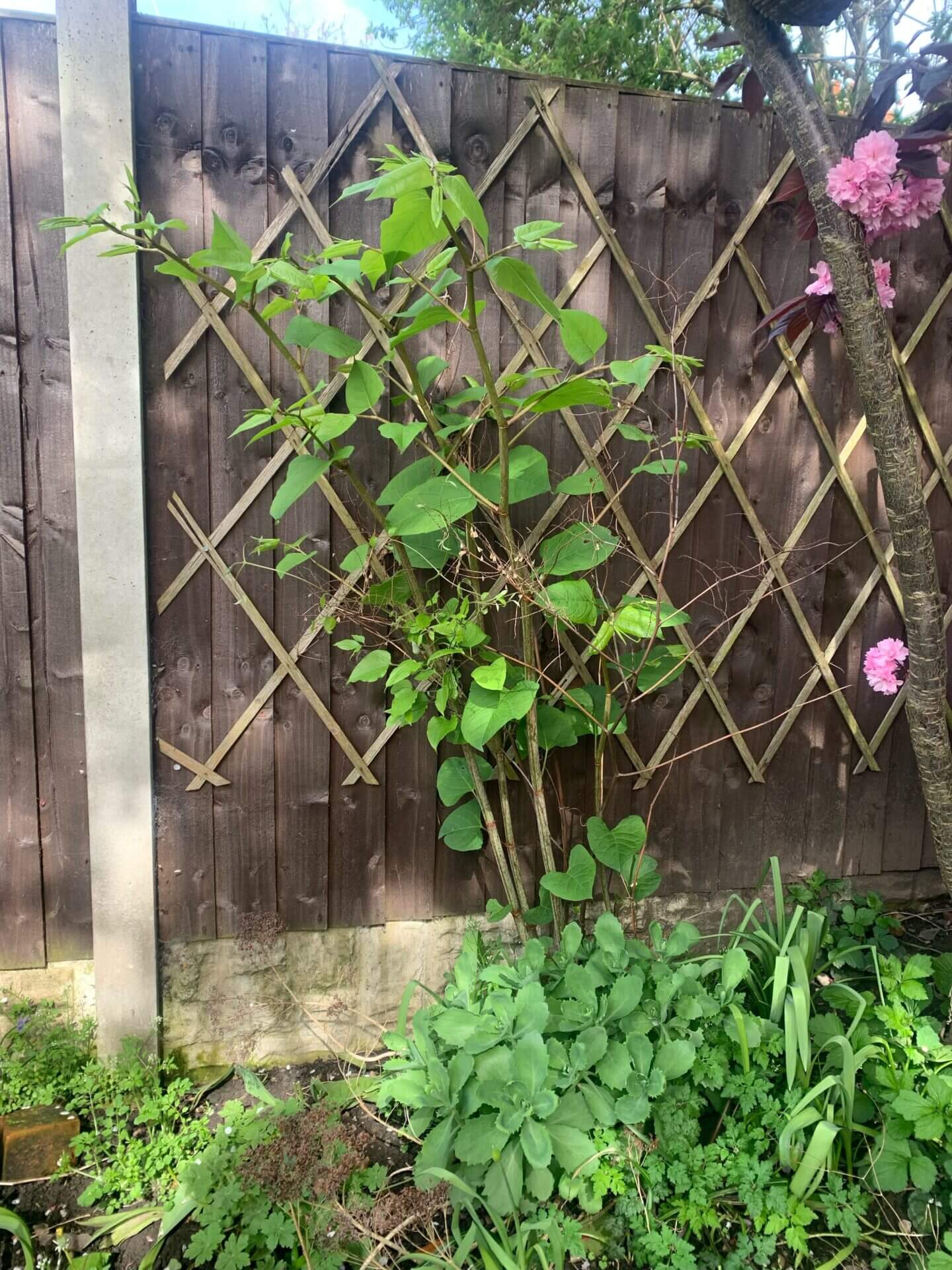 Updates to TA6 Form - Japanese Knotweed Expert - Japanese Knotweed ...